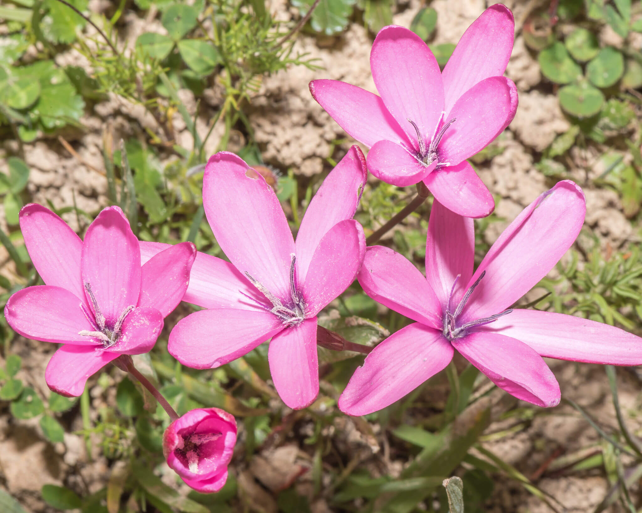 A guide to things to do in Nieuwoudtville and flowers | The Curious Journal