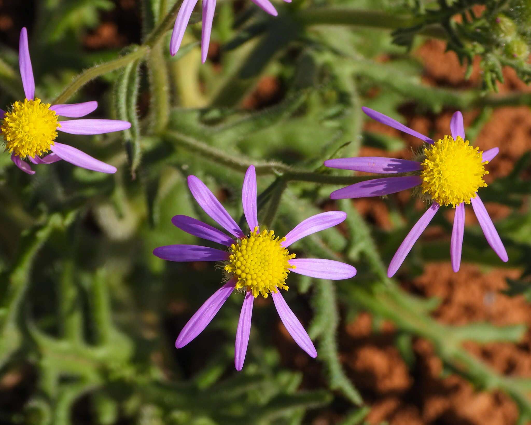 Guide to where to see Cederberg flowers - The Curious Journal