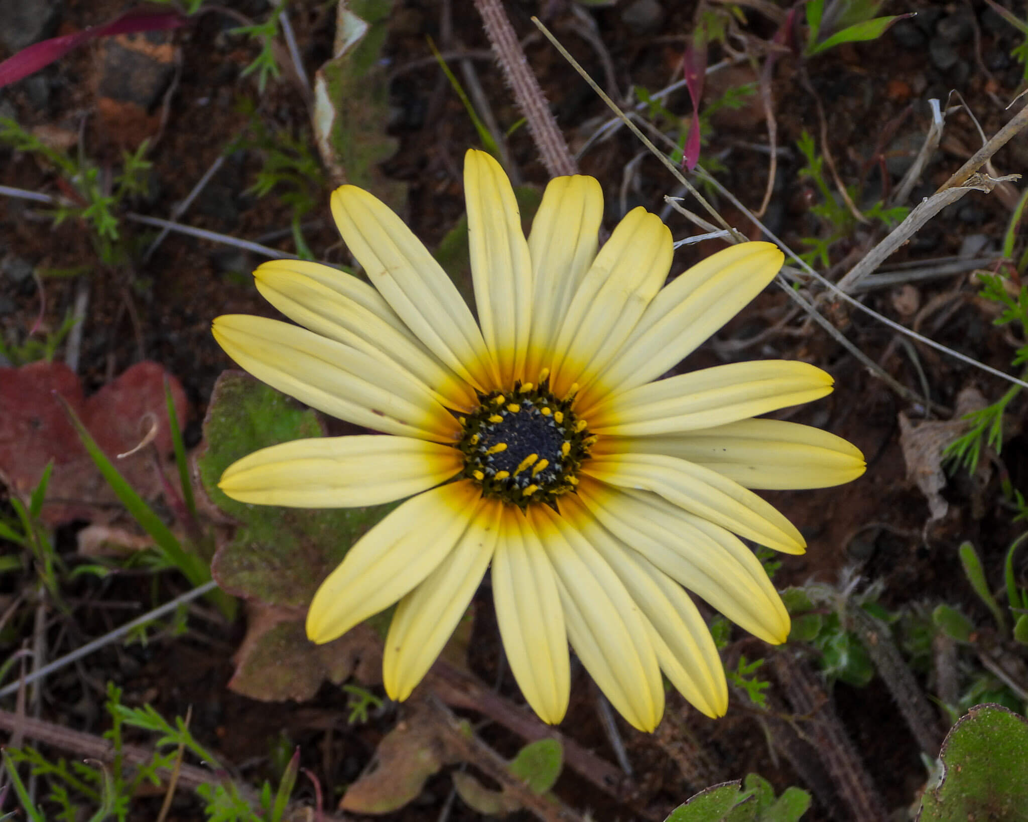 Guide to where to see Cederberg flowers - The Curious Journal